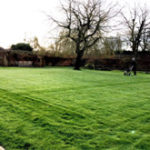 A Guide to Other Lawn Problems - TopGrass